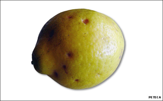 Desordenes de Limon